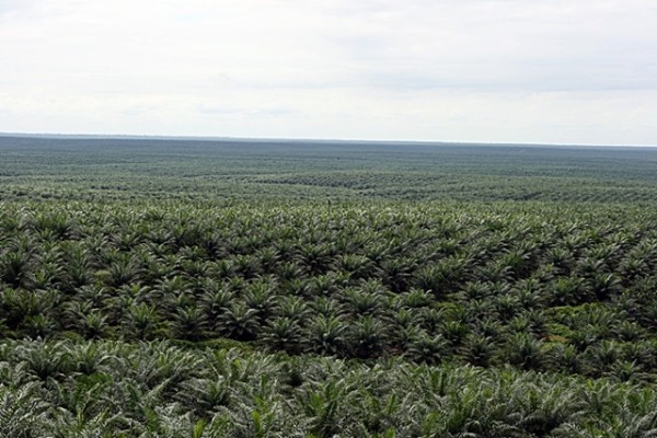 Alternative crops for smallholders: ‘Livelihoods insetting’ attracts ... Alternative crops for smallholders: ‘Livelihoods insetting’ attracts ...